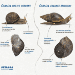 ¿Cuánto cuesta un burro? - ¿Cuánto Cuesta?