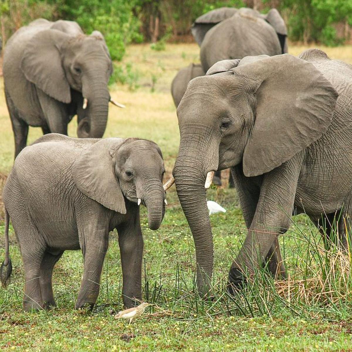 ¿Cuánto cuesta un Elefante? - ¿Cuánto Cuesta?